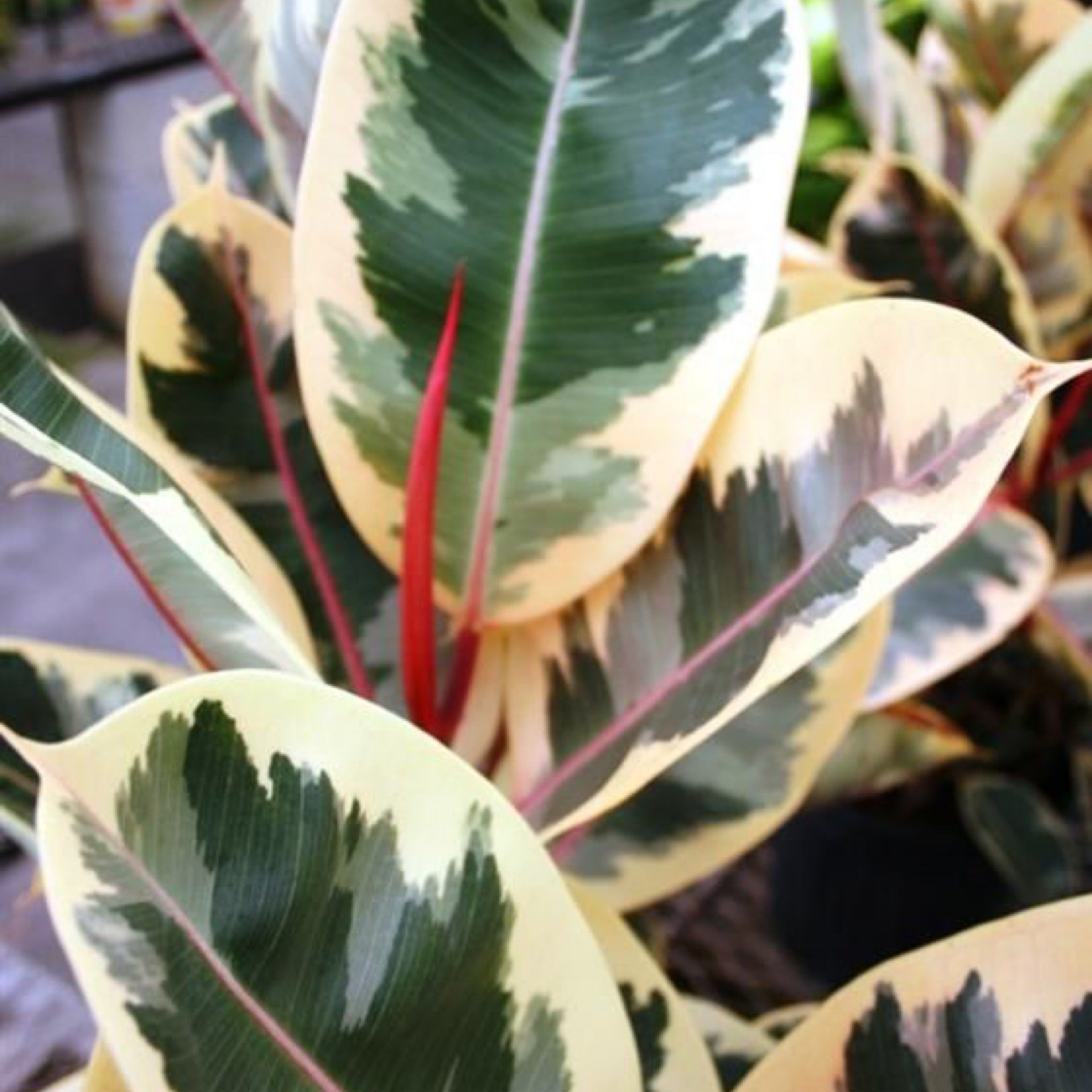 ficus elastica flower power