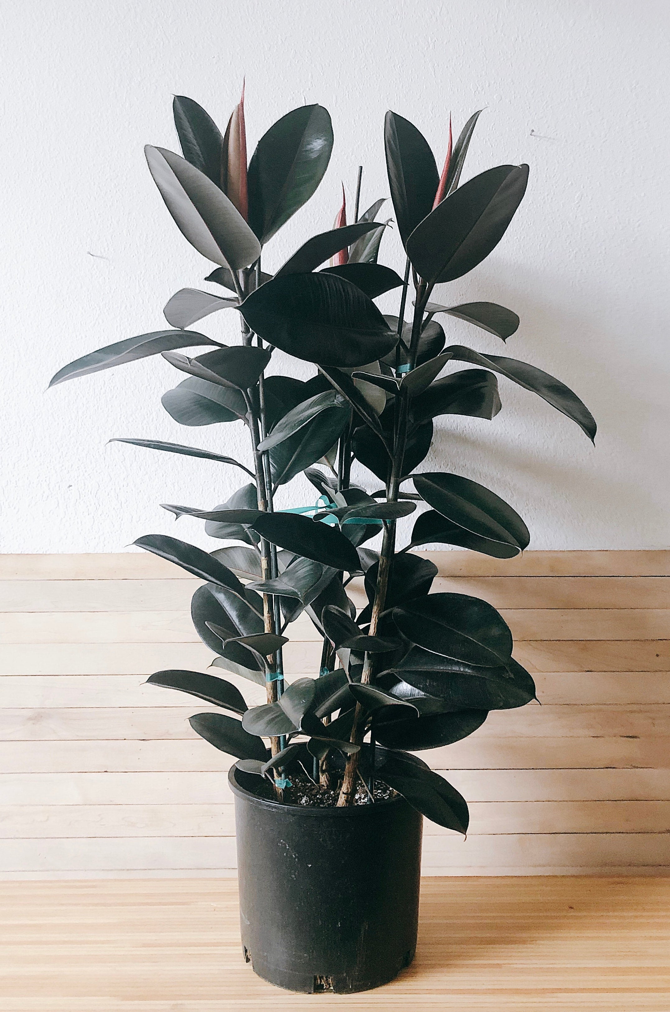 ficus elastica flower power